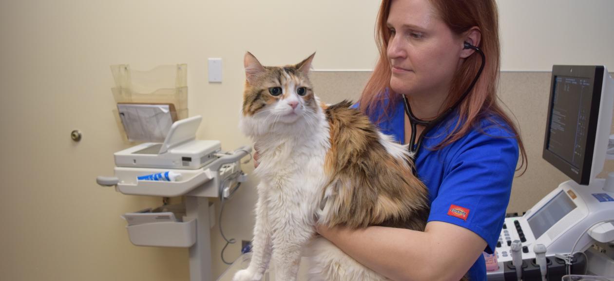 Can Dogs and Cats have Heart Attacks? | DoveLewis